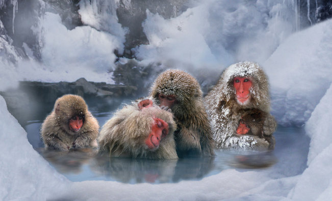 japan sno monkeys – In pursuit of monarchs
